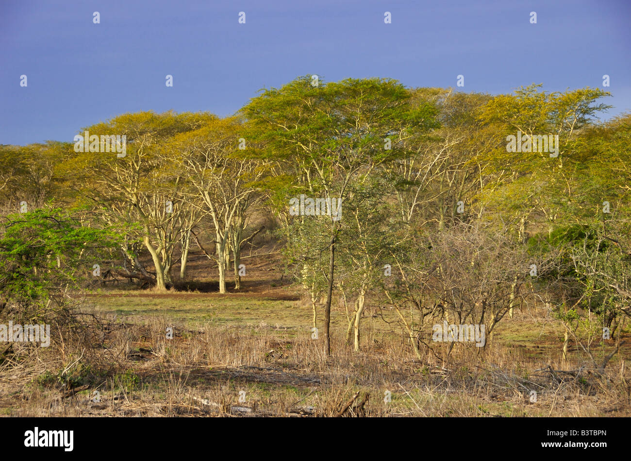 Africa, South Africa, KwaZulu Natal, Hluhluwe, fever trees at Zulu ...