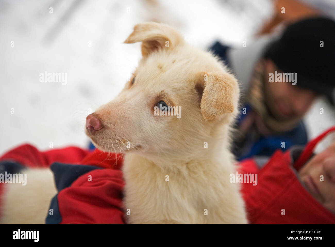 Huskies hi-res stock photography and images - Alamy