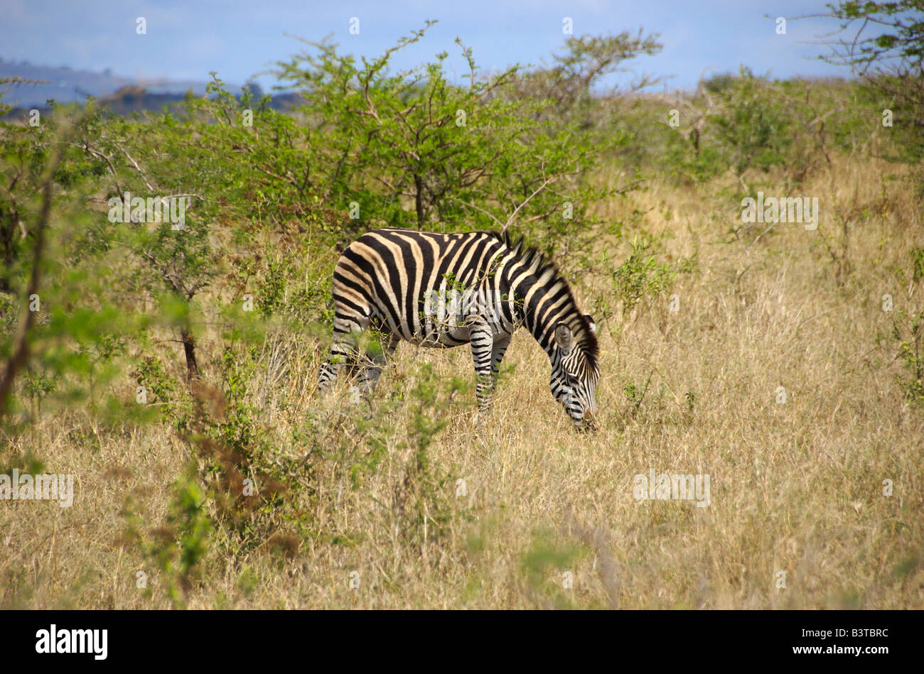 Africa, South Africa, KwaZulu Natal, Hluhluwe, zebra in Zulu Nyala Game ...