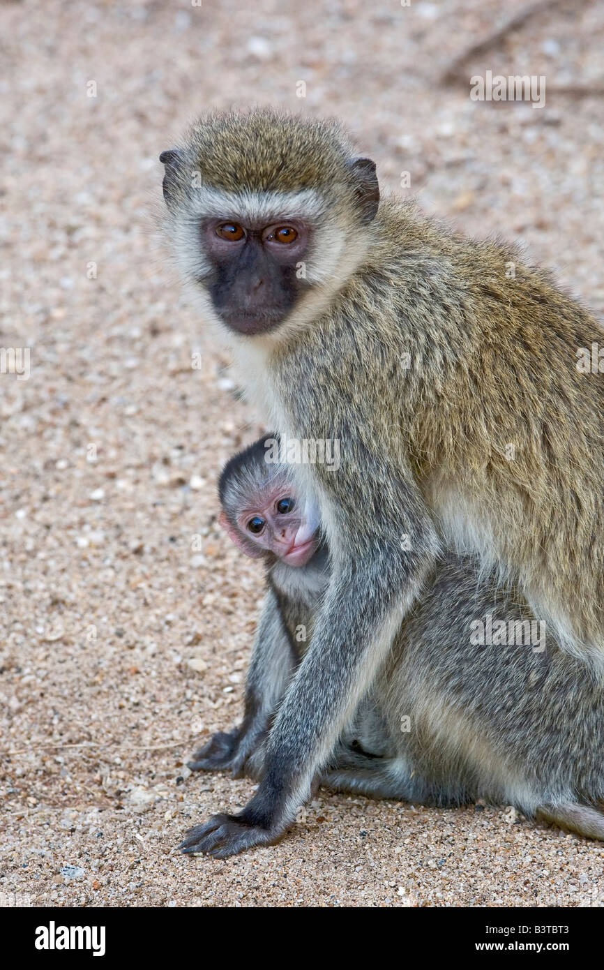 Baby vervet monkey nursing hi-res stock photography and images - Alamy
