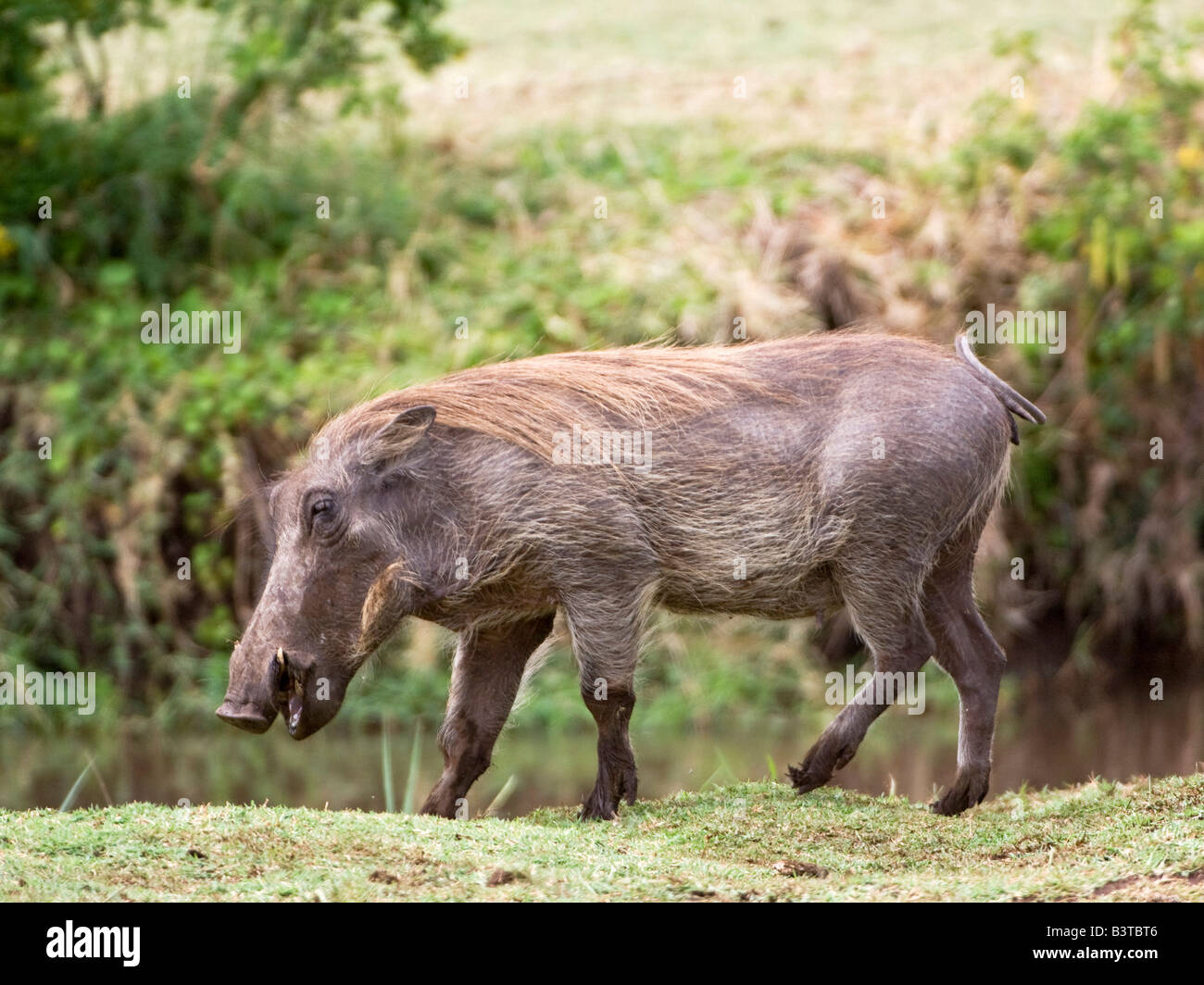 Africa,Tanzania, Lake Manyara National Park. Warthog walking Stock ...