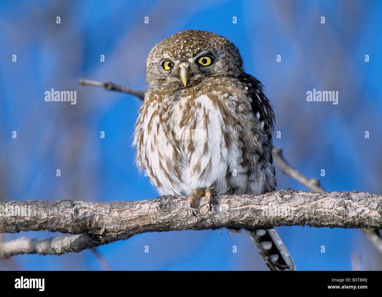 Pearl Spotted Owl High Resolution Stock Photography and Images - Alamy