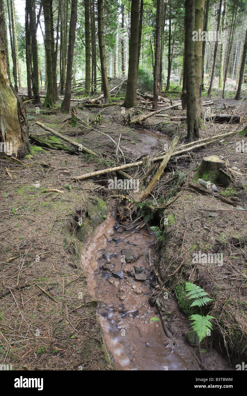 Brecon beacons forest hi-res stock photography and images - Alamy
