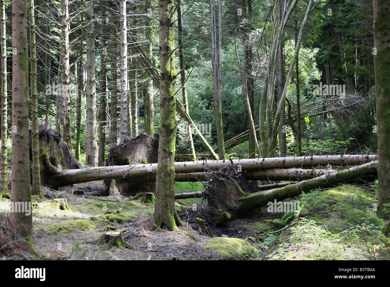 Brecon beacons forest hi-res stock photography and images - Alamy