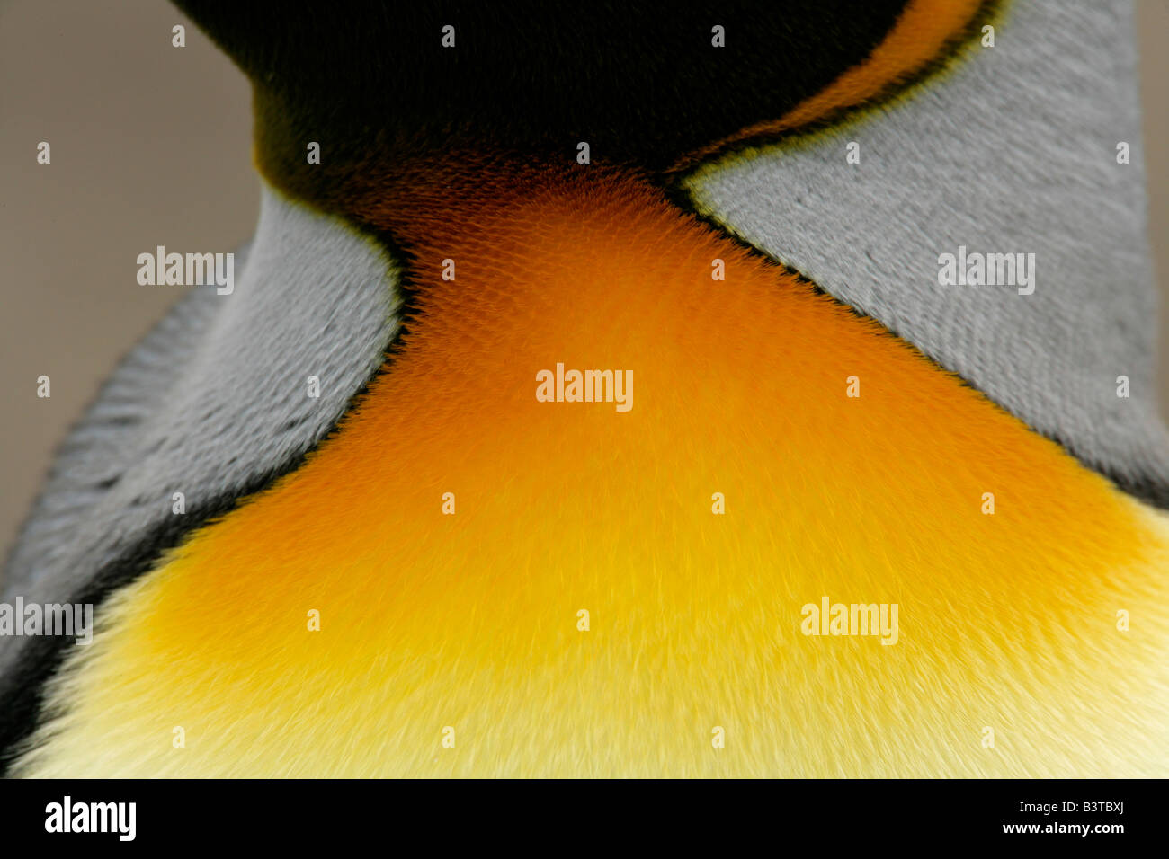 South Atlantic Ocean, South Georgia Island. Detail of king penguin neck ...