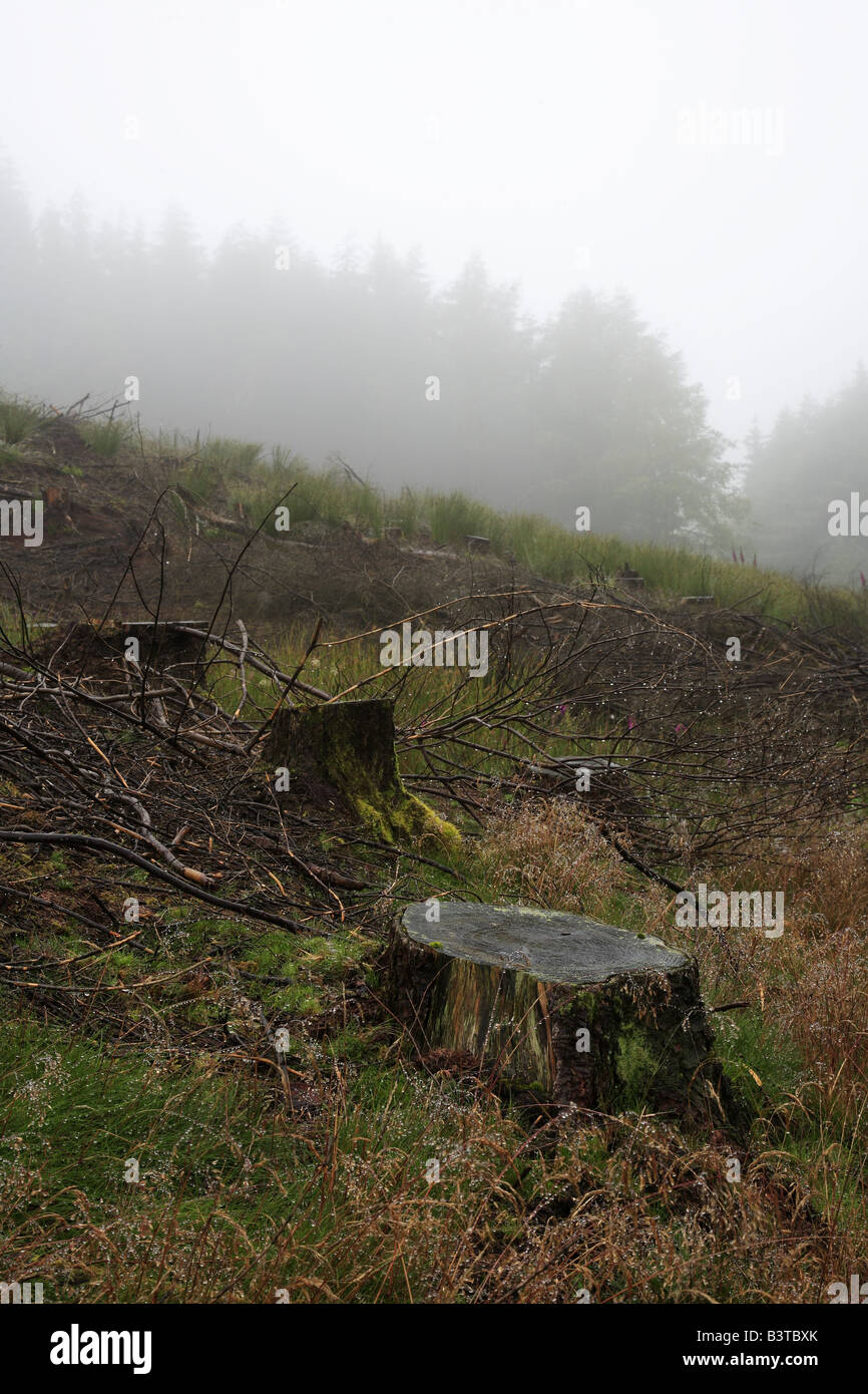 Brecon forest hi-res stock photography and images - Alamy