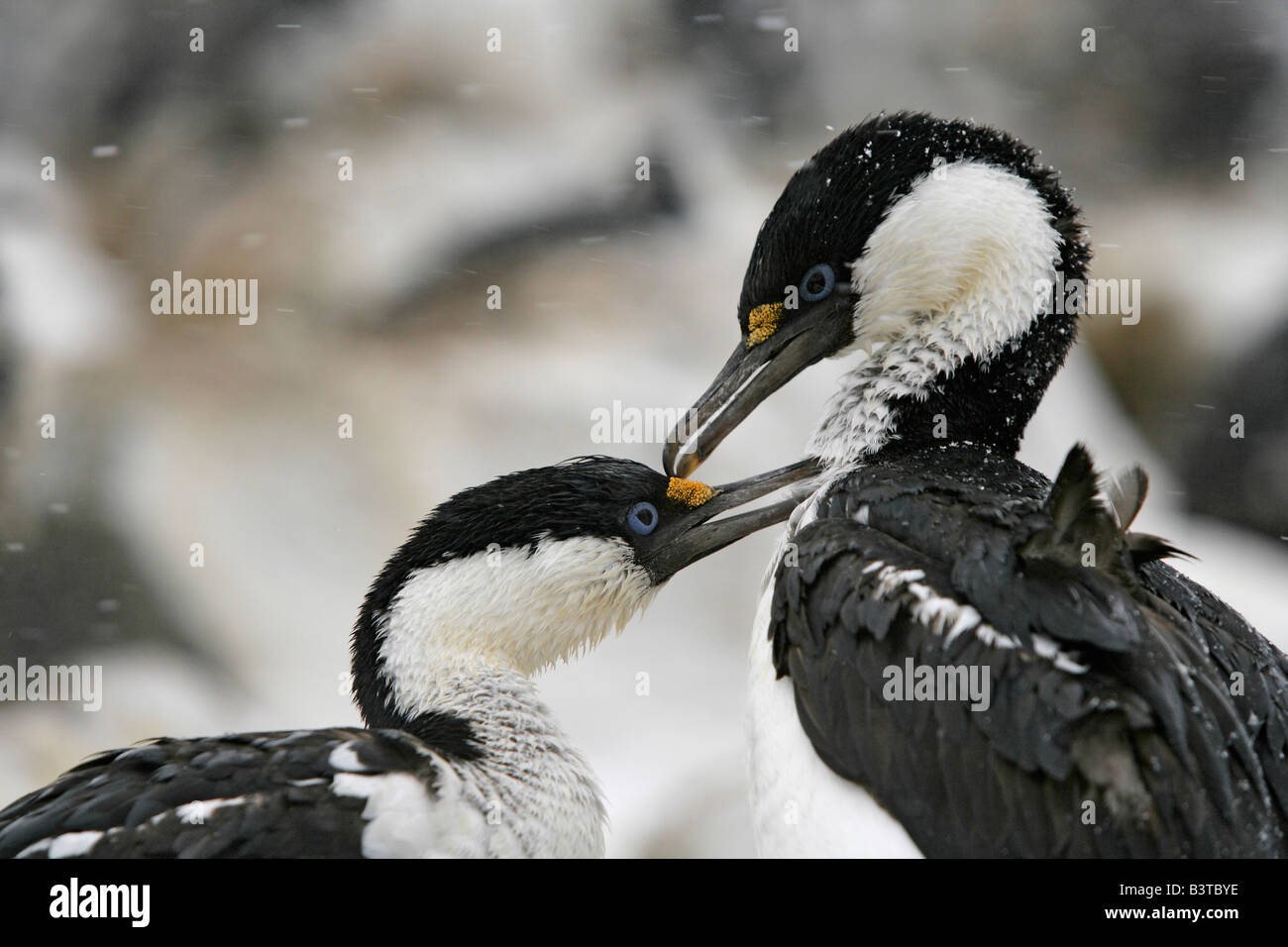 Antarctica, Paulet Island. Blue-eyed shag pair allopreening Stock Photo ...