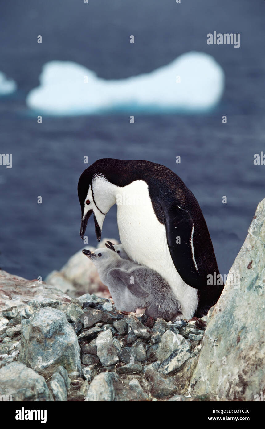 Southern Ocean, Ronge island. A Chinstrap Penguin (Pygoscelis ...