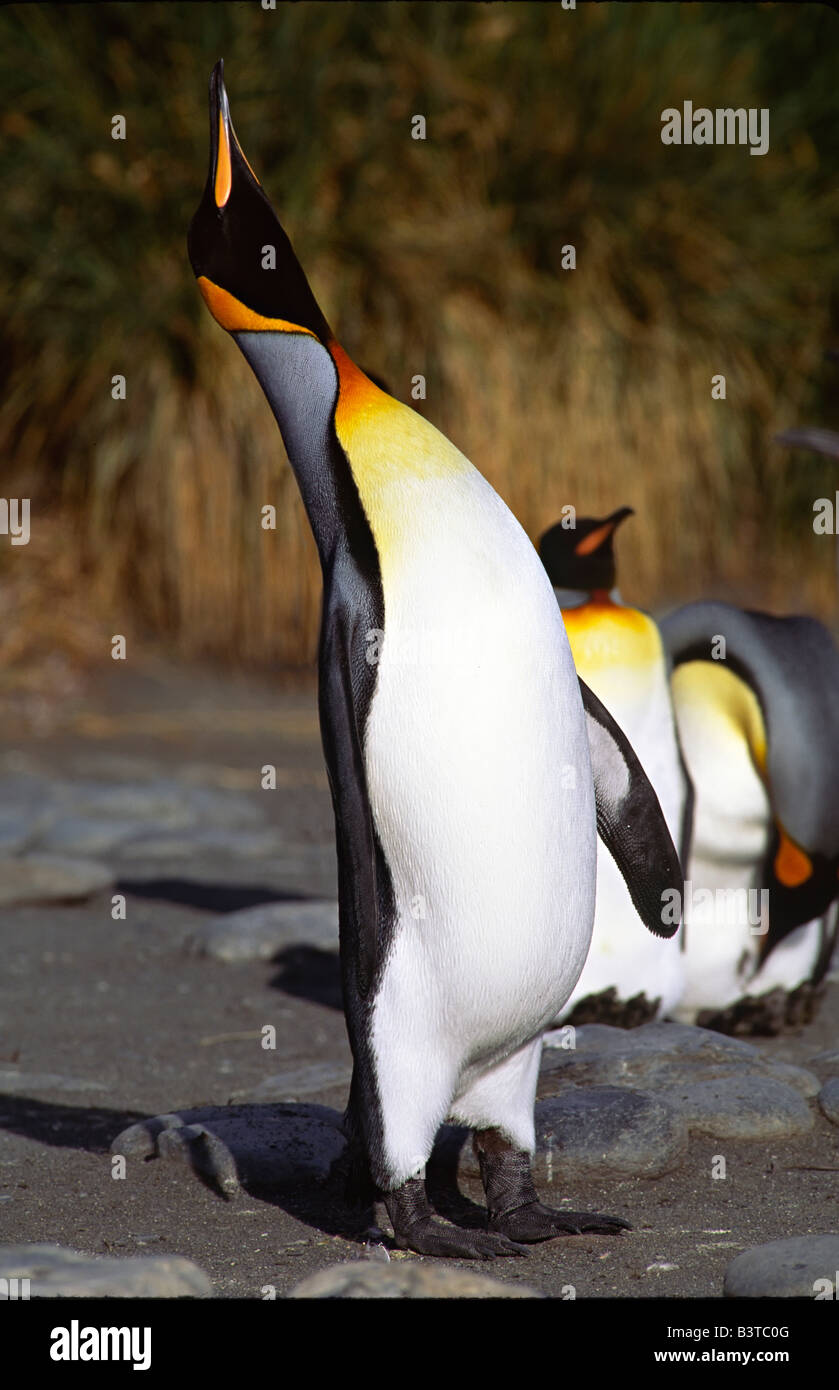 Southern Ocean, South Georgia Island. A King Penguin in a courtship ...