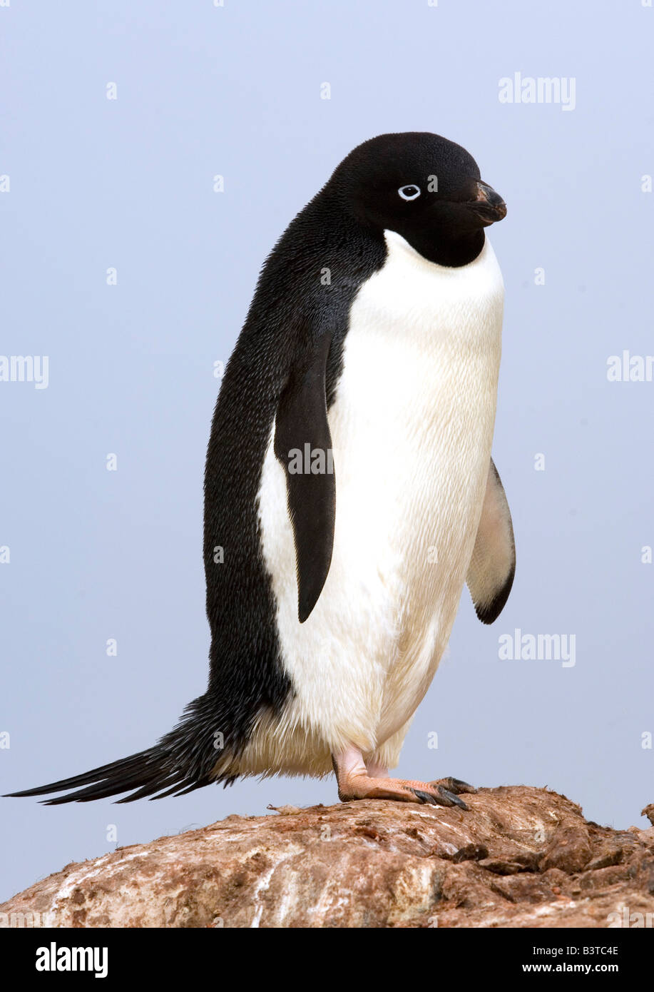 Adelie penguin Antarctica Stock Photo - Alamy