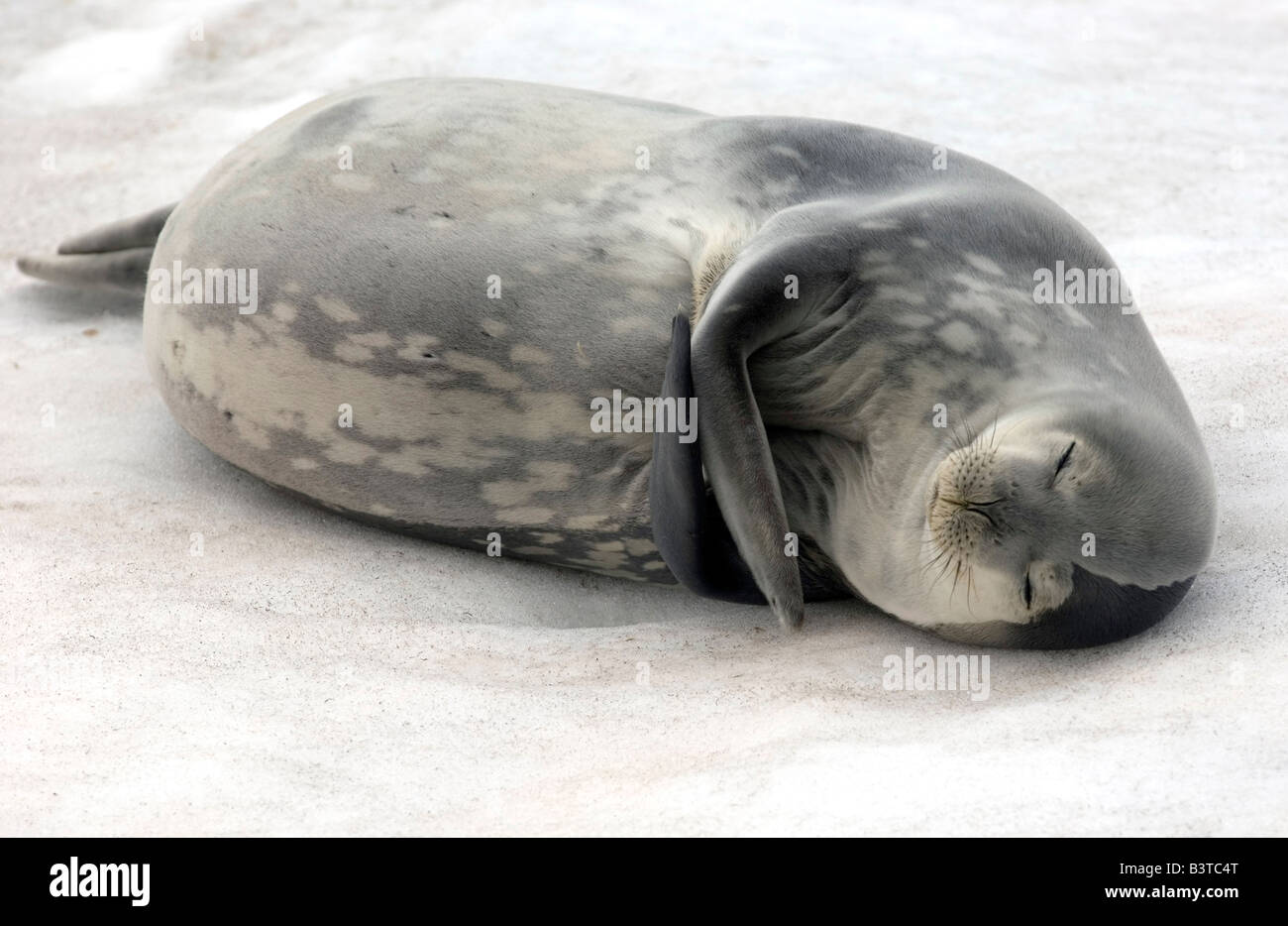 Weddell seal Antarctica Stock Photo - Alamy
