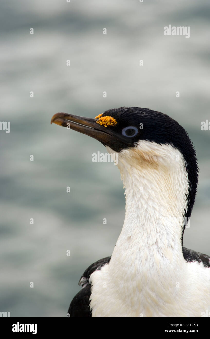 A blue-eyed shag in Antarctica Stock Photo - Alamy