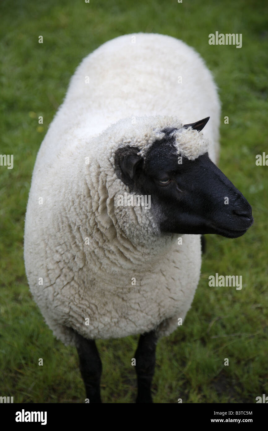Sheep Wales UK Stock Photo - Alamy