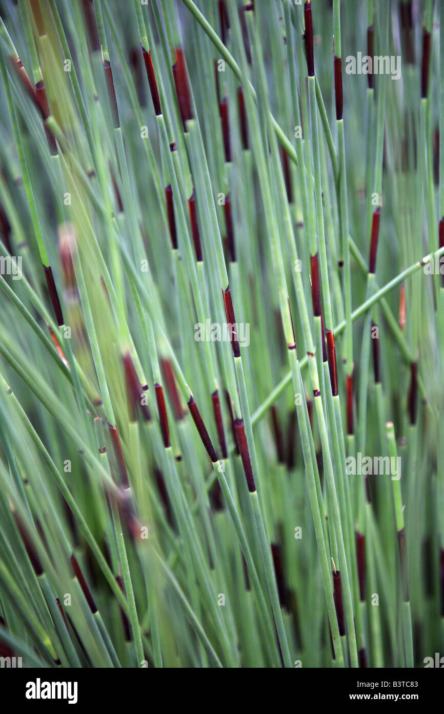 Green reeds hi-res stock photography and images - Alamy