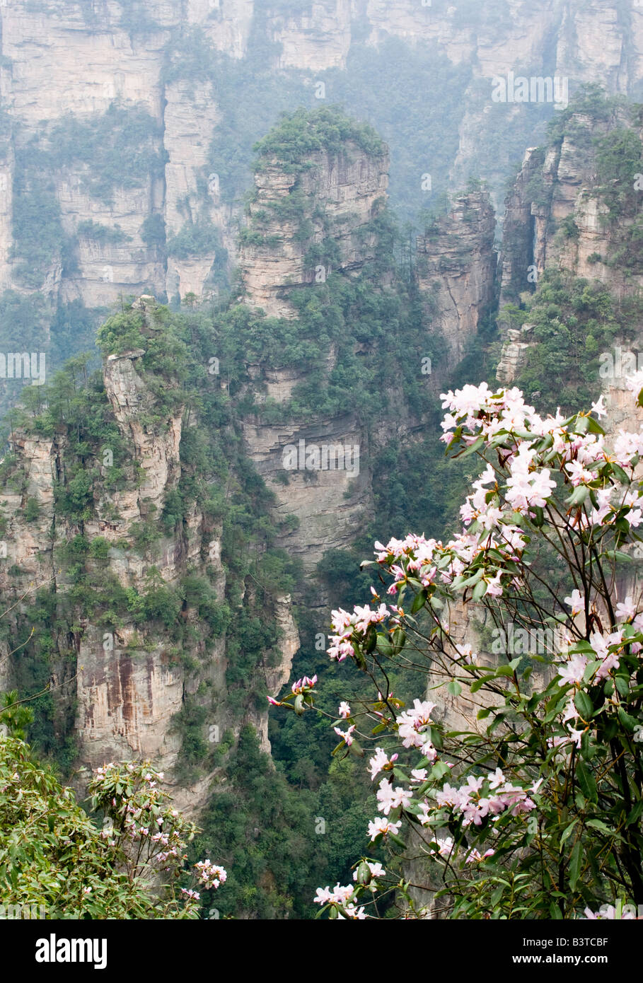 Asia, China, Hunnan Province, Zhangjiajie National Forest Park Stock ...