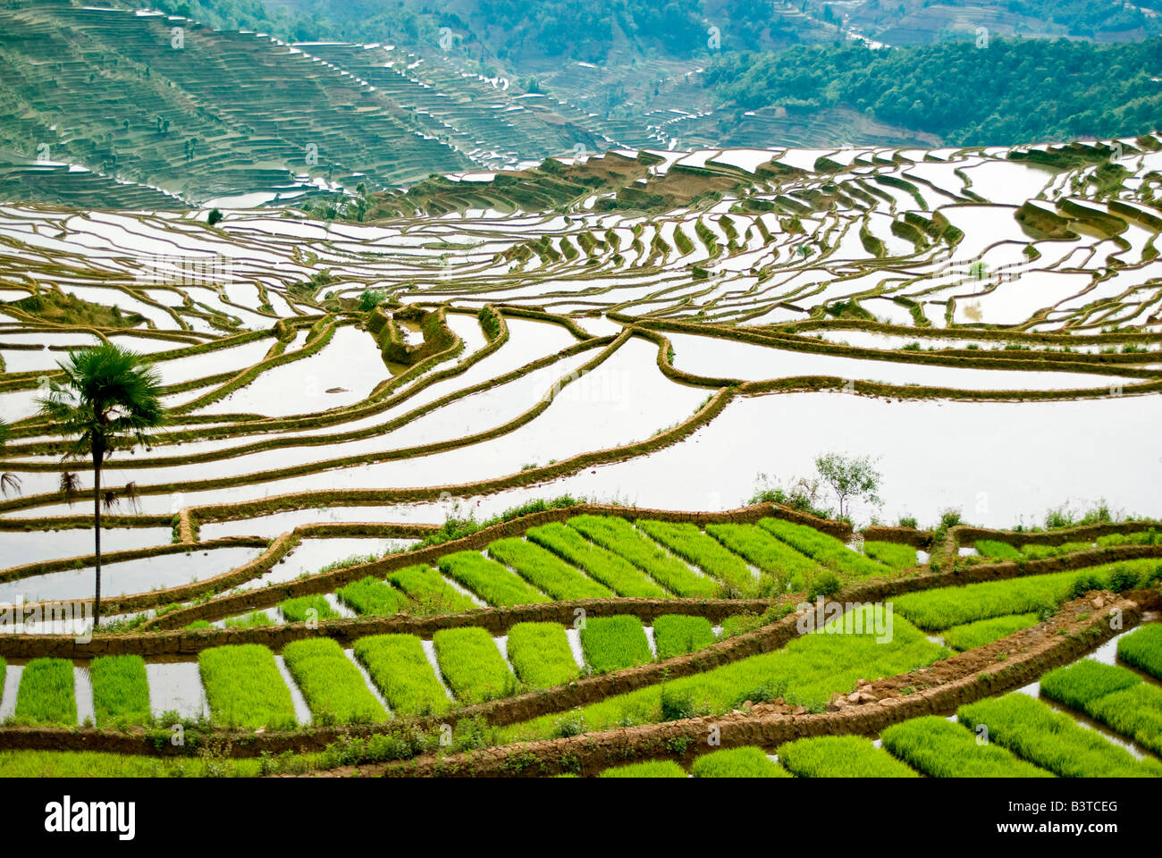 Asia, China, Yunnan Province, Honghe County. Green seed rice ready for ...