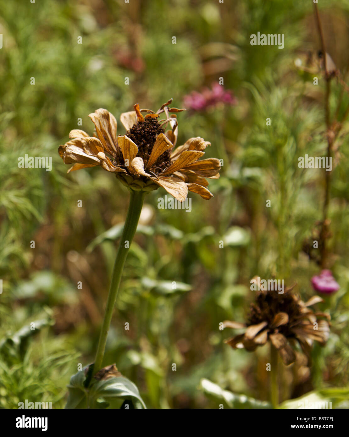 One of the last wildflowers of summer withers in the early September ...