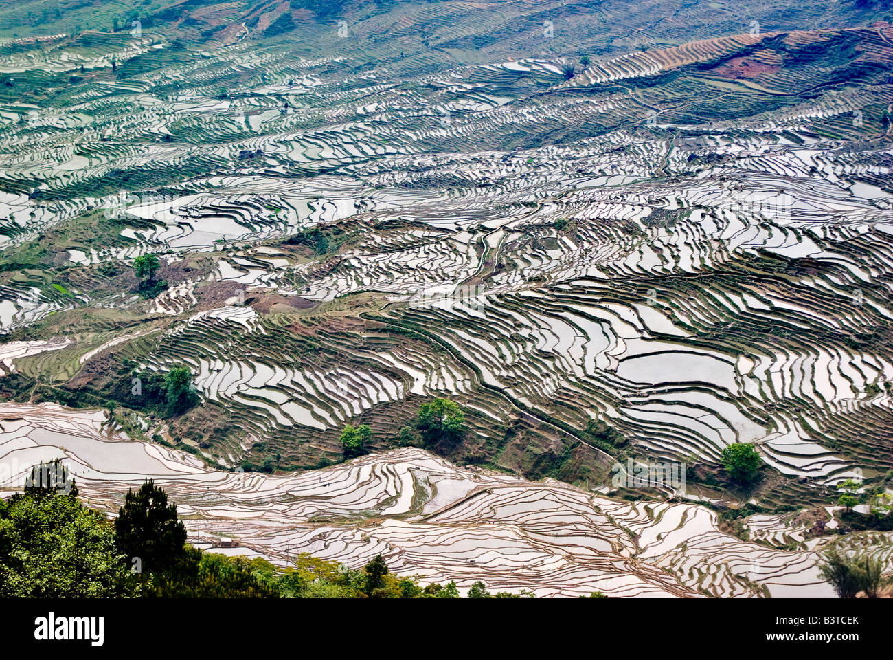 Asia, China, Yunnan Province, Honghe County. Flooded Samaba rice ...