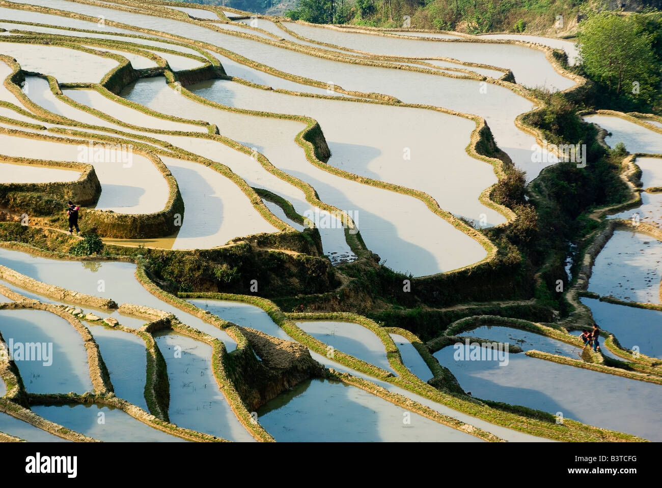 Asia, China, Yunnan Province, Yuanyang County. Flooded Bada rice ...