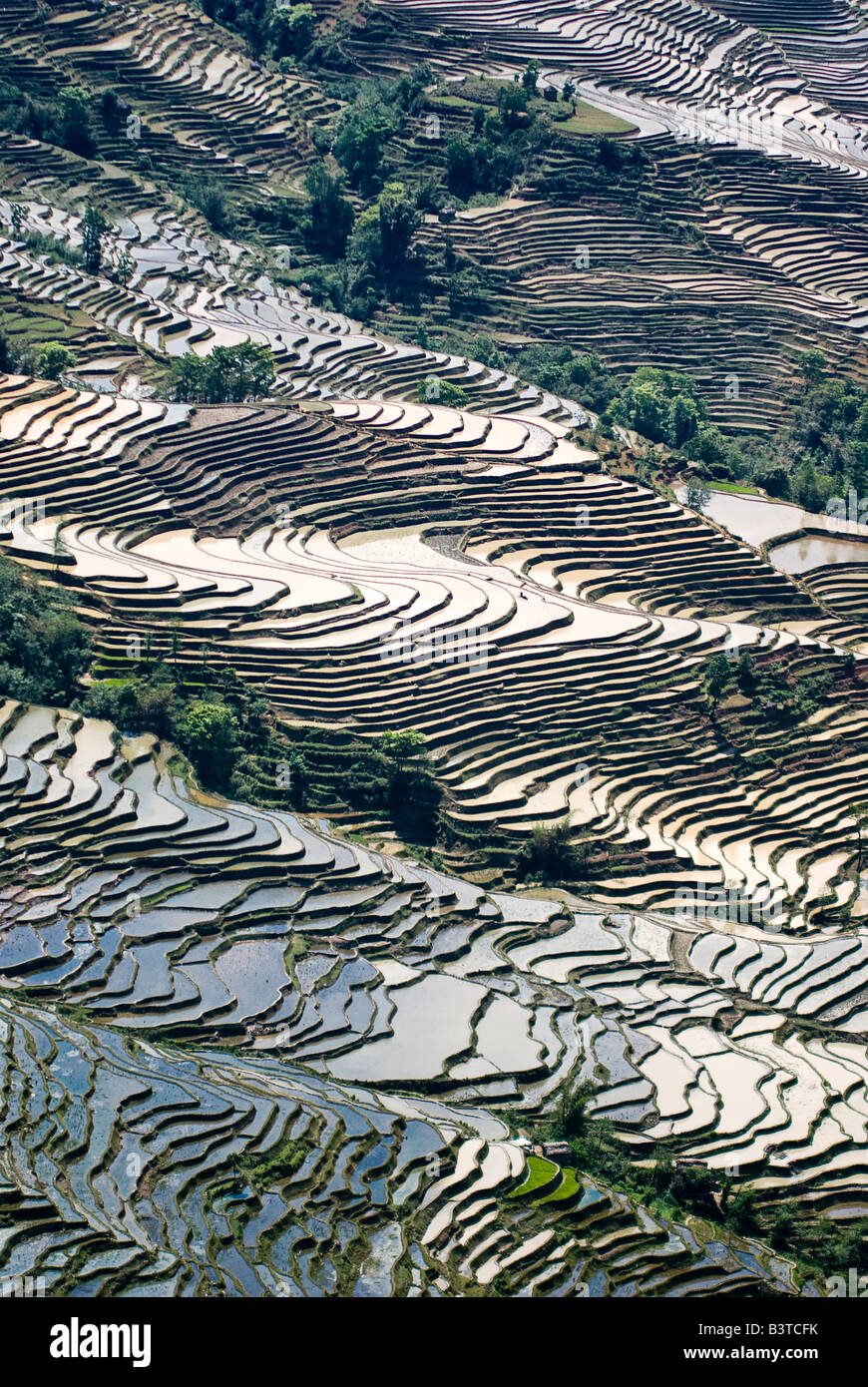 Asia, China, Yunnan Province, Yuanyang County. Flooded Bada rice ...