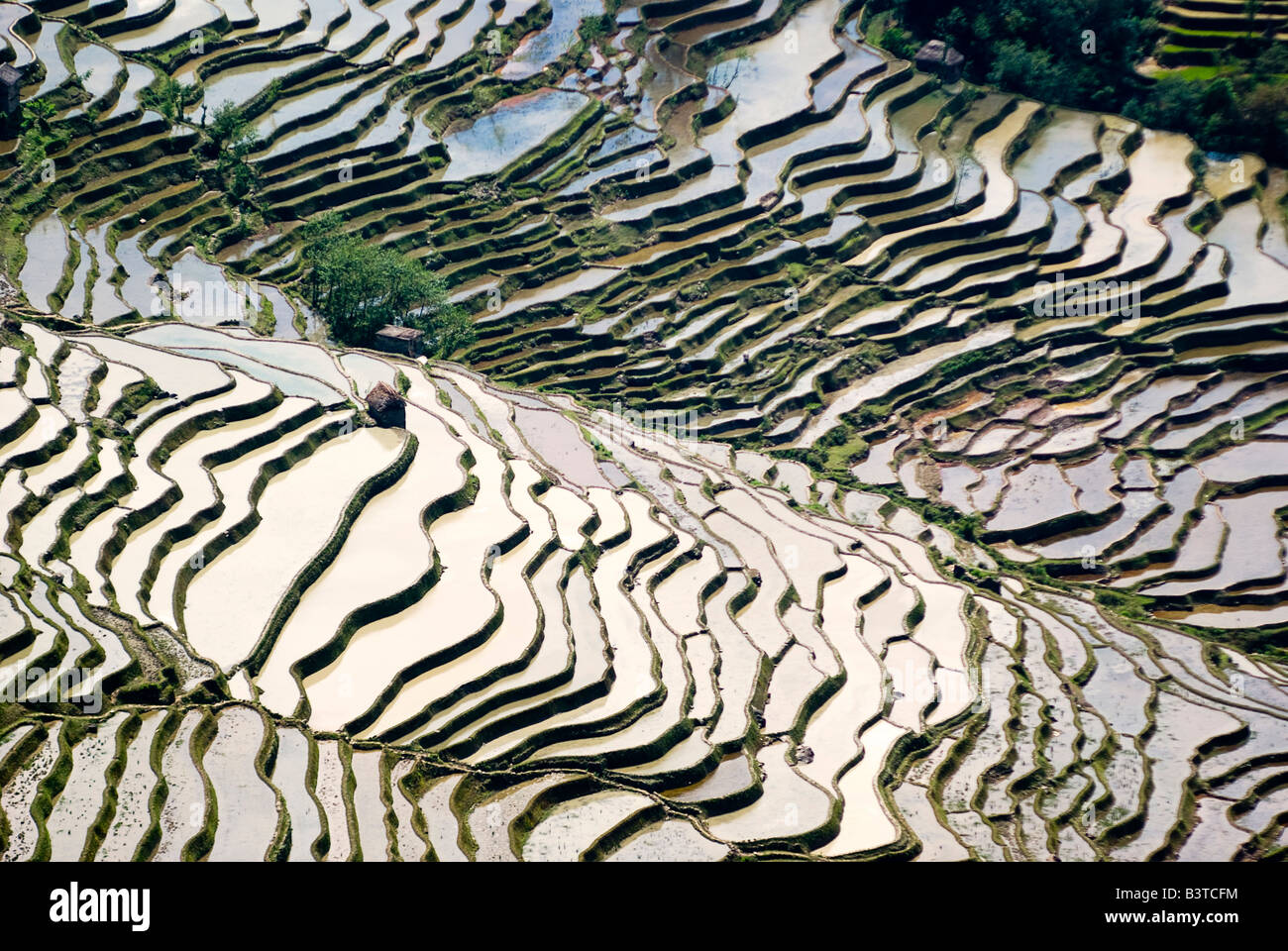 Asia, China, Yunnan Province, Yuanyang County. Flooded Bada rice ...
