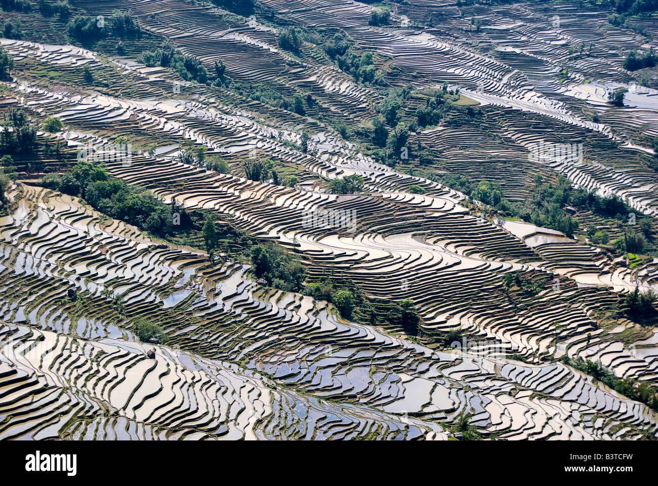 Asia, China, Yunnan Province, Yuanyang County. Flooded Bada rice ...
