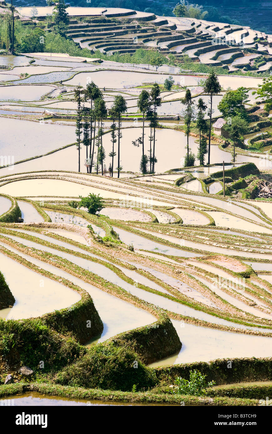 Asia, China, Yunnan Province, Yuanyang County. Flooded Bada rice ...