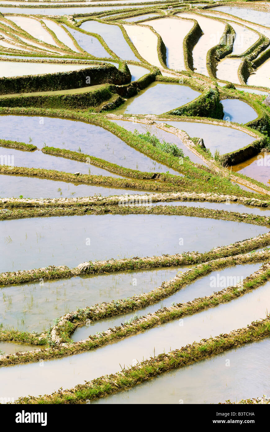 Bada rice terraces hi-res stock photography and images - Alamy