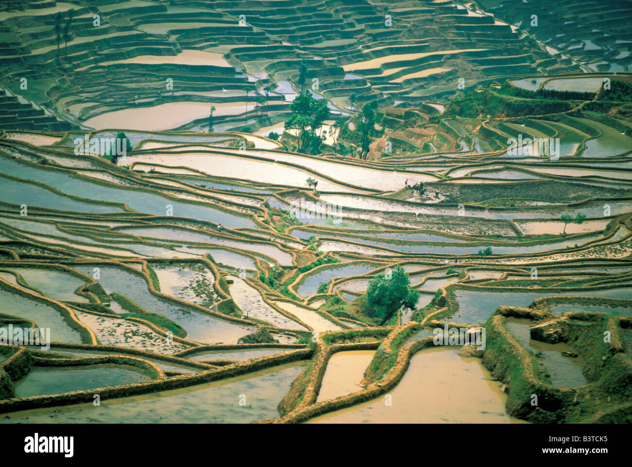Asia, China. Flooded rice terraces near Nano village Stock Photo - Alamy