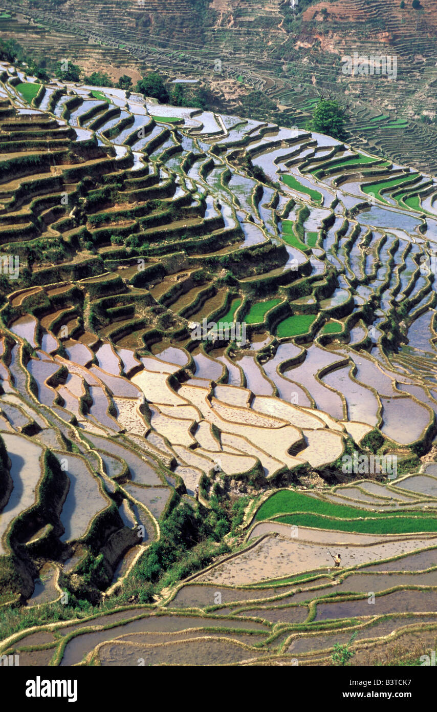 Flooded rice terraces hi-res stock photography and images - Alamy