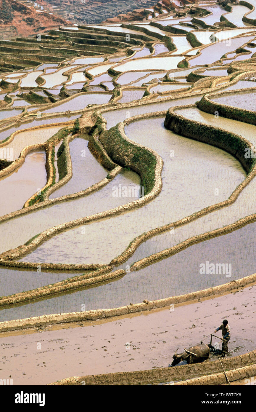Asia, China. Flooded rice terraces near Yiangjie-Honghe Co Stock Photo ...