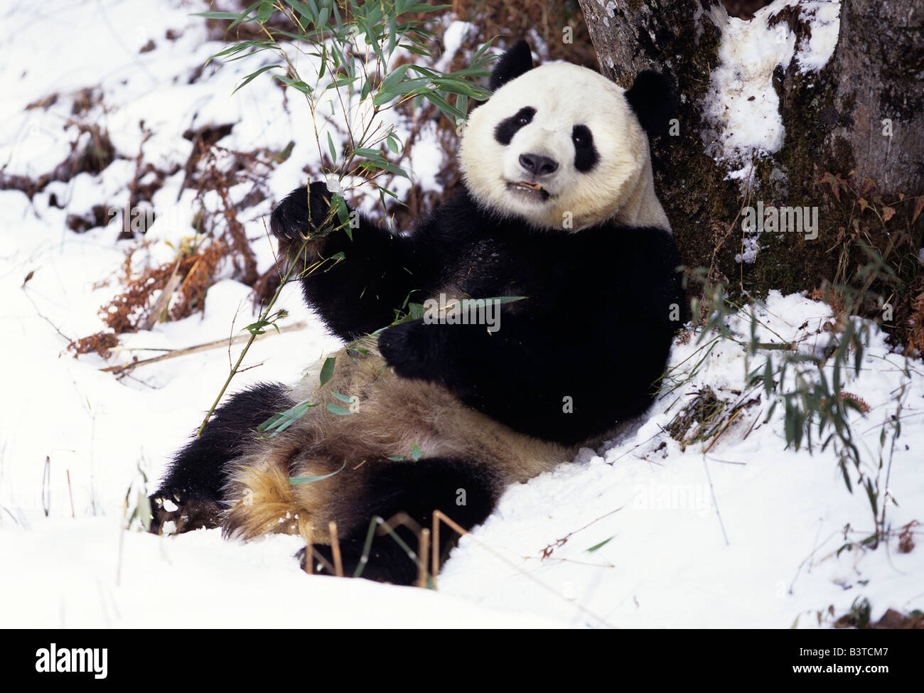Asia, China, Sichuan Province. Giant Panda with bamboo in winter snow ...