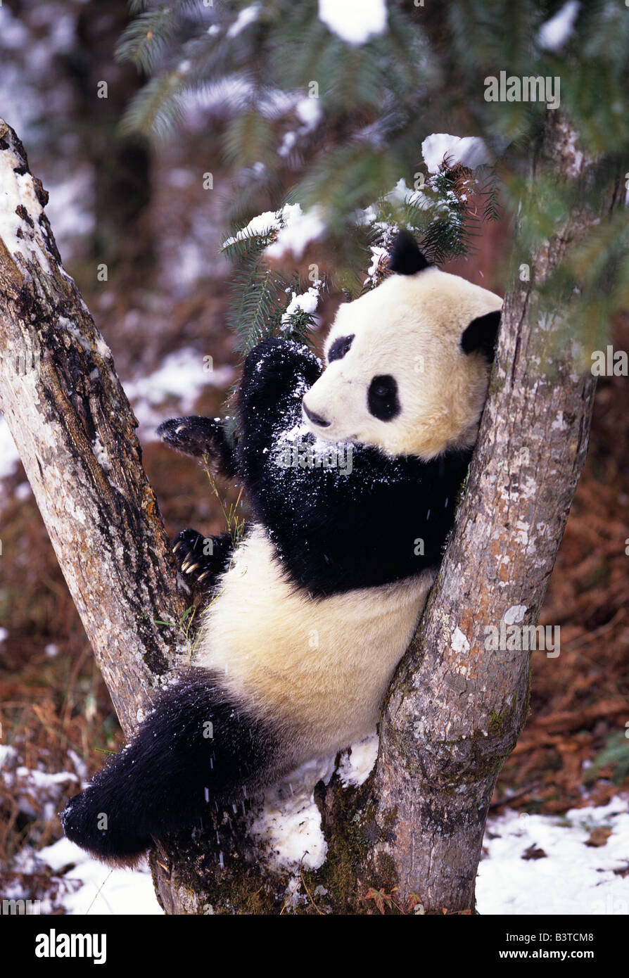 Asia, China, Sichuan Province. Giant Panda up a tree in winter snow at ...