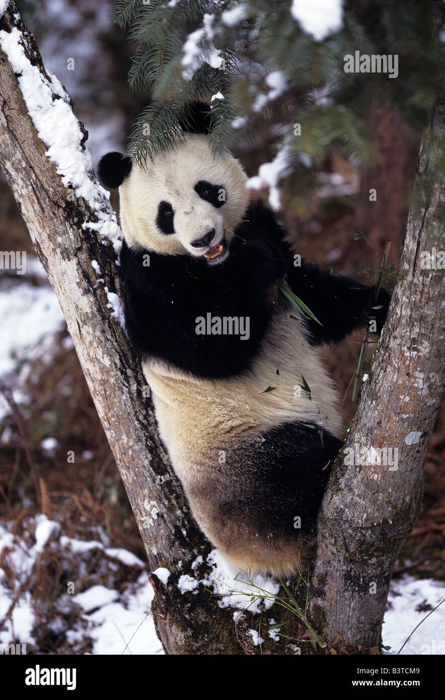 Asia, China, Sichuan Province. Giant Panda up a tree in winter snow at ...