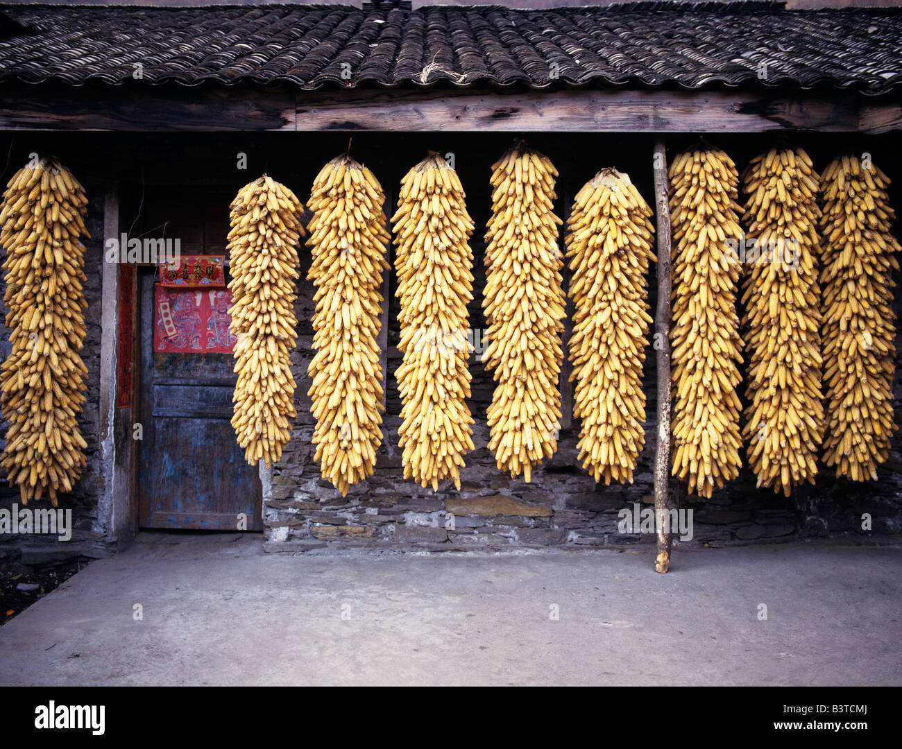 Asia, China, Sichuan, Wolong Reserve. Dried corn hangs under the eaves ...