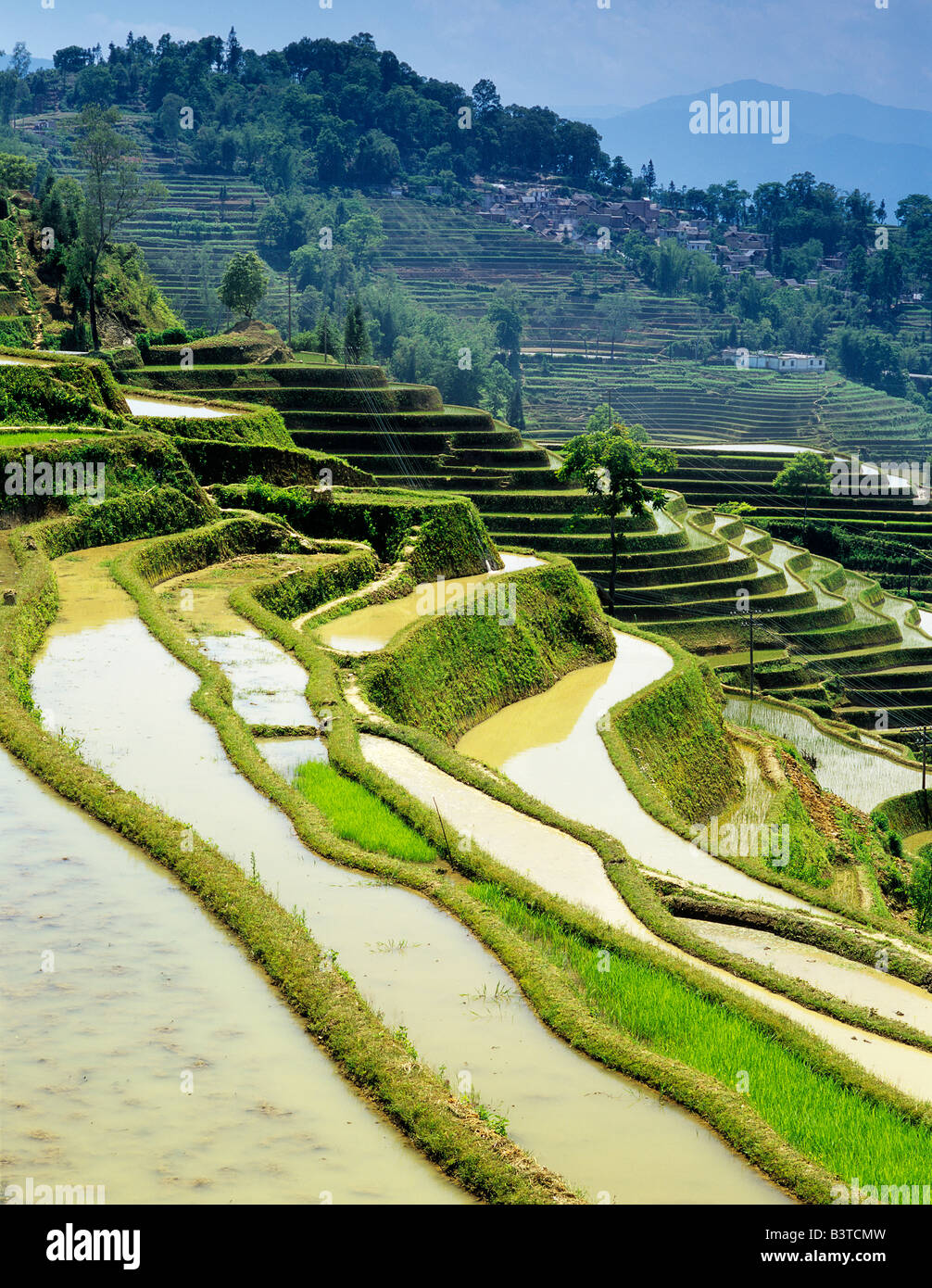 Asia, China, Yunnan Province, Yuanyang County. Flooded rice terraces ...
