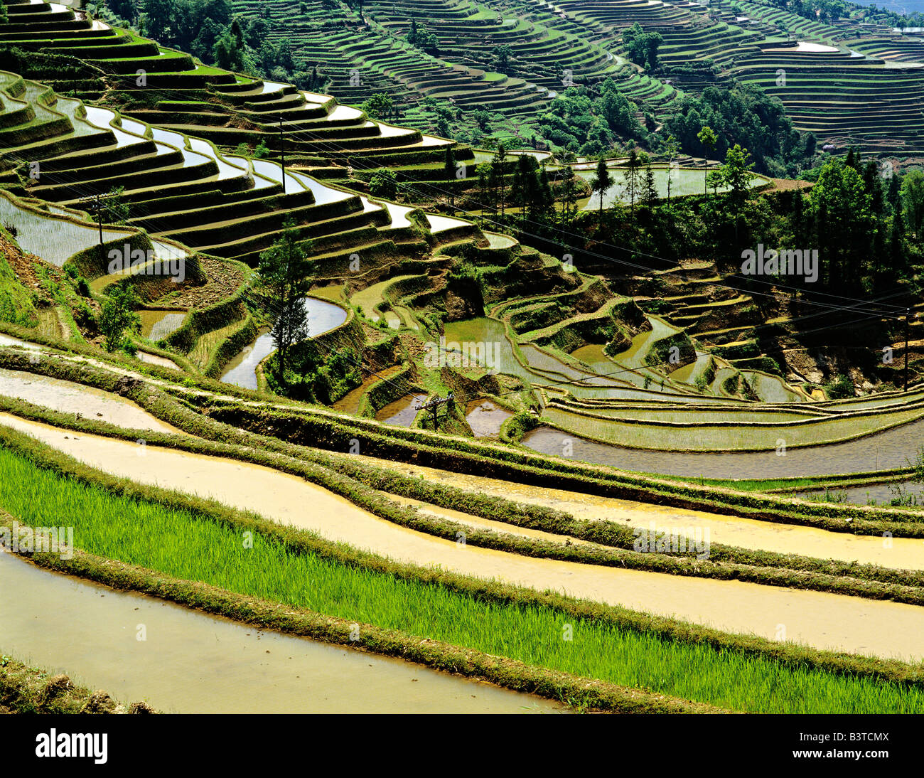 Asia, China, Yunnan Province, Yuanyang County. Flooded rice terraces ...