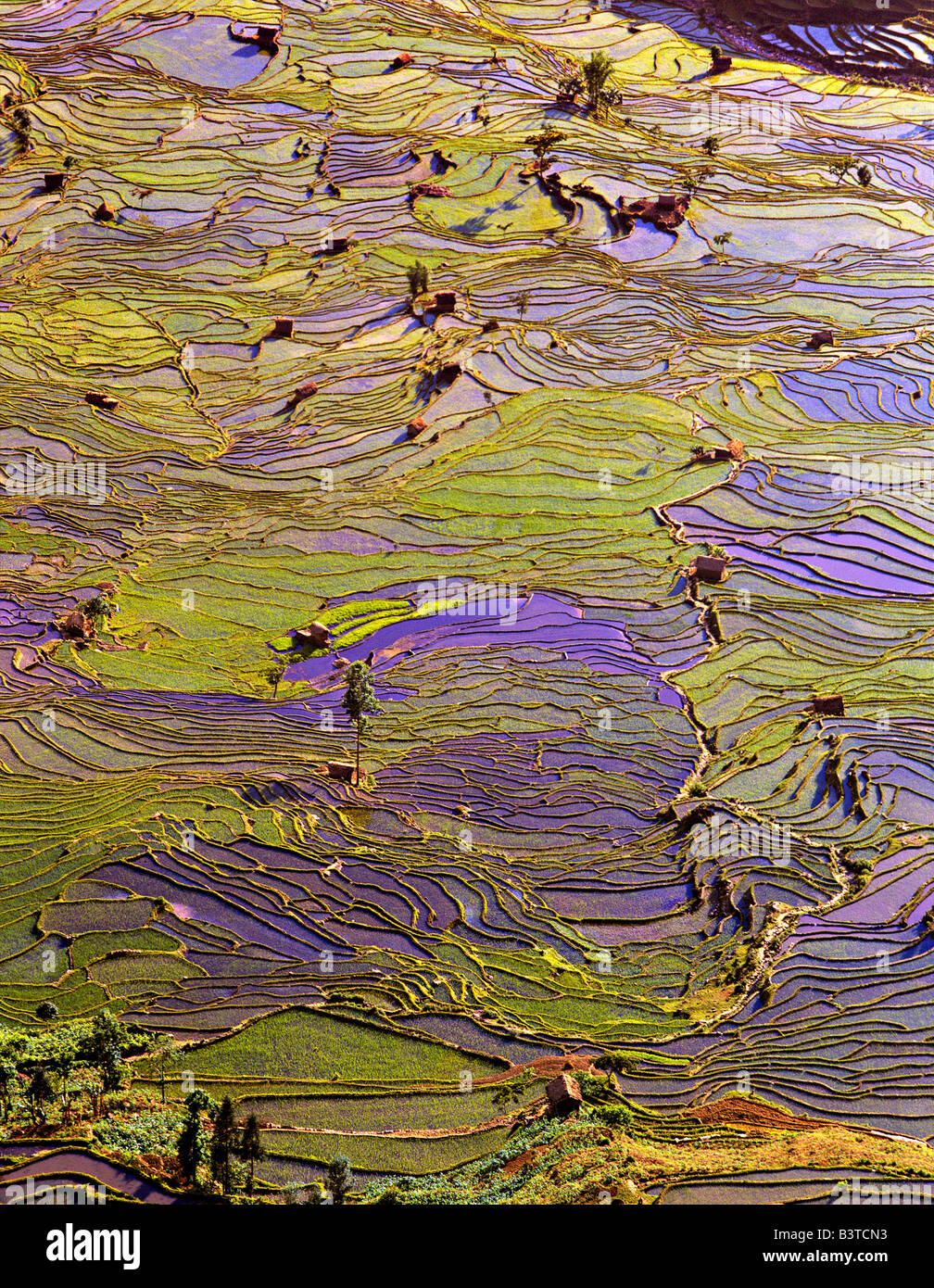 Asia, China, Yunnan, Yuanyang. Pattern of rice terraces at Laohu Zui ...
