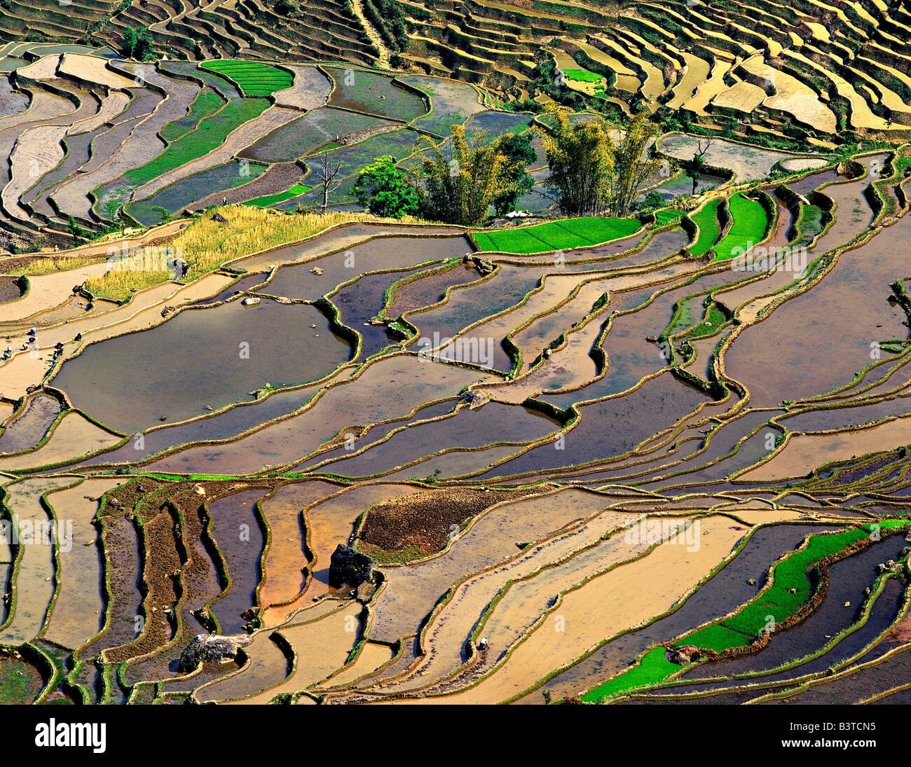 Asia, China, Yunnan, Honghe. Rice Terraces near Leuy Villge Stock Photo ...