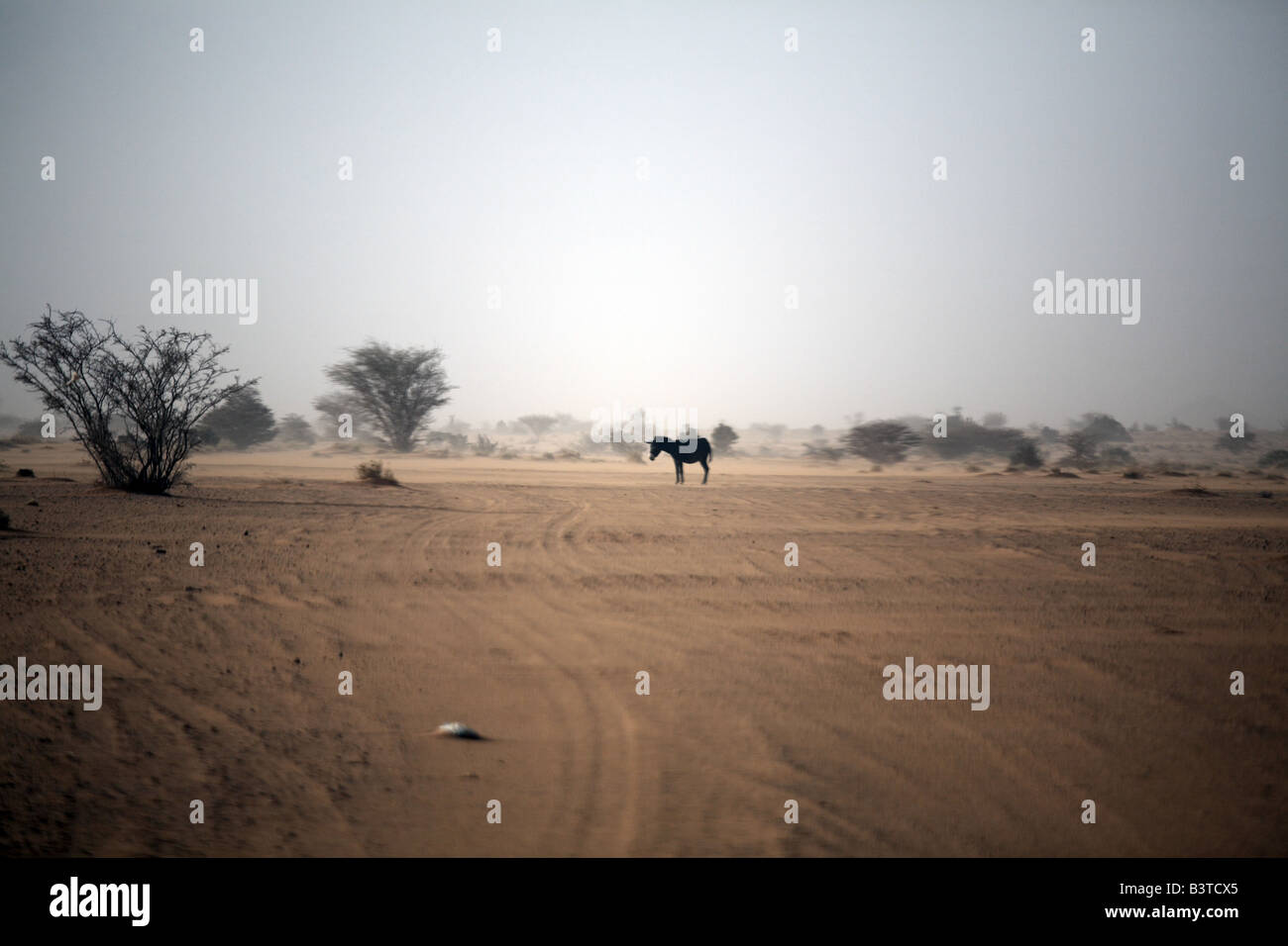 Mule in the Sudanese desert Stock Photo - Alamy