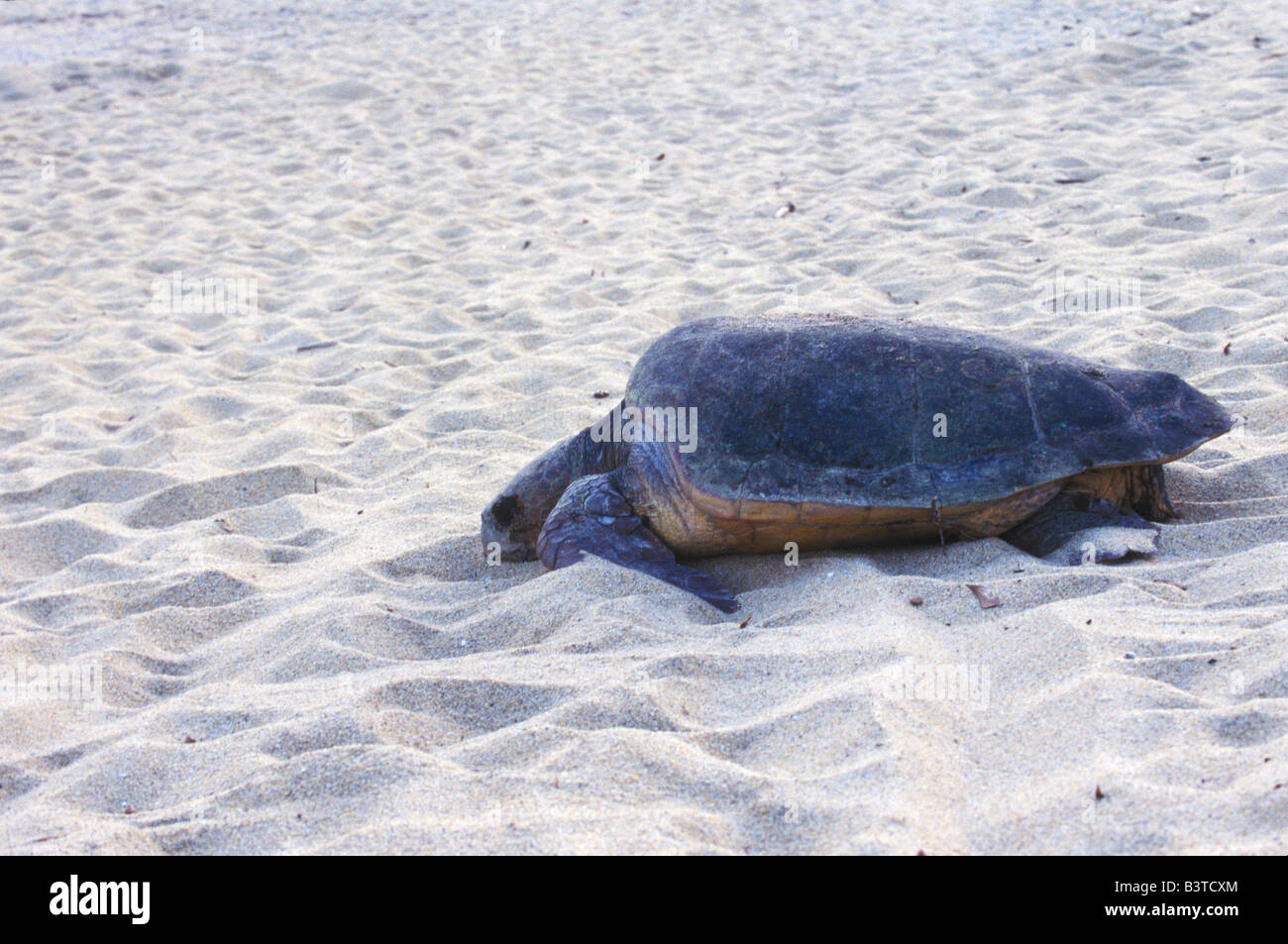 Asia, Japan, Kagoshima, Yakushima, Nagata, Loggerhead Turtle Laying ...