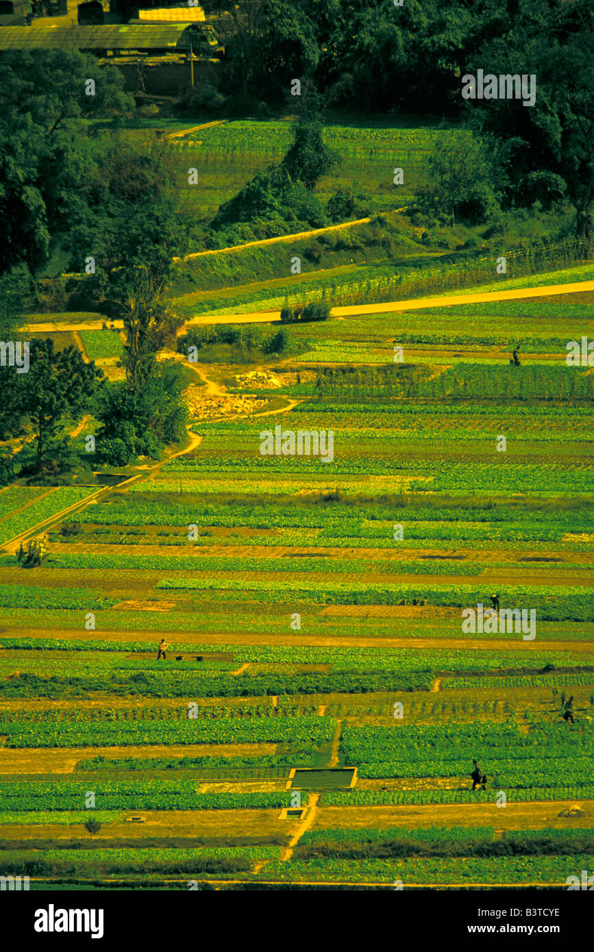 Asia, China, Guilin. Rice fields along Li River Stock Photo - Alamy
