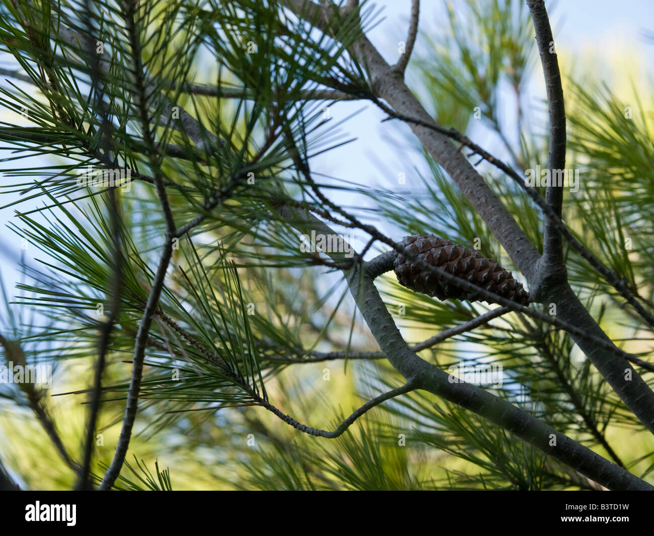Mediterranean Pine Tree Stock Photos & Mediterranean Pine Tree Stock ...