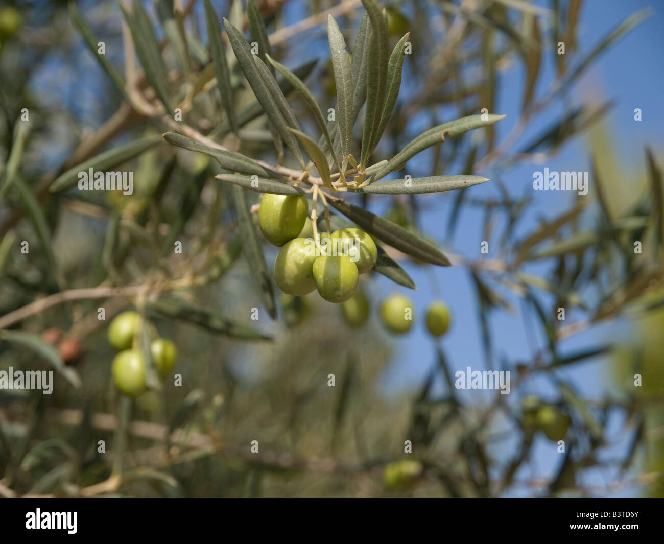Olive tree branch ripe hi-res stock photography and images - Alamy