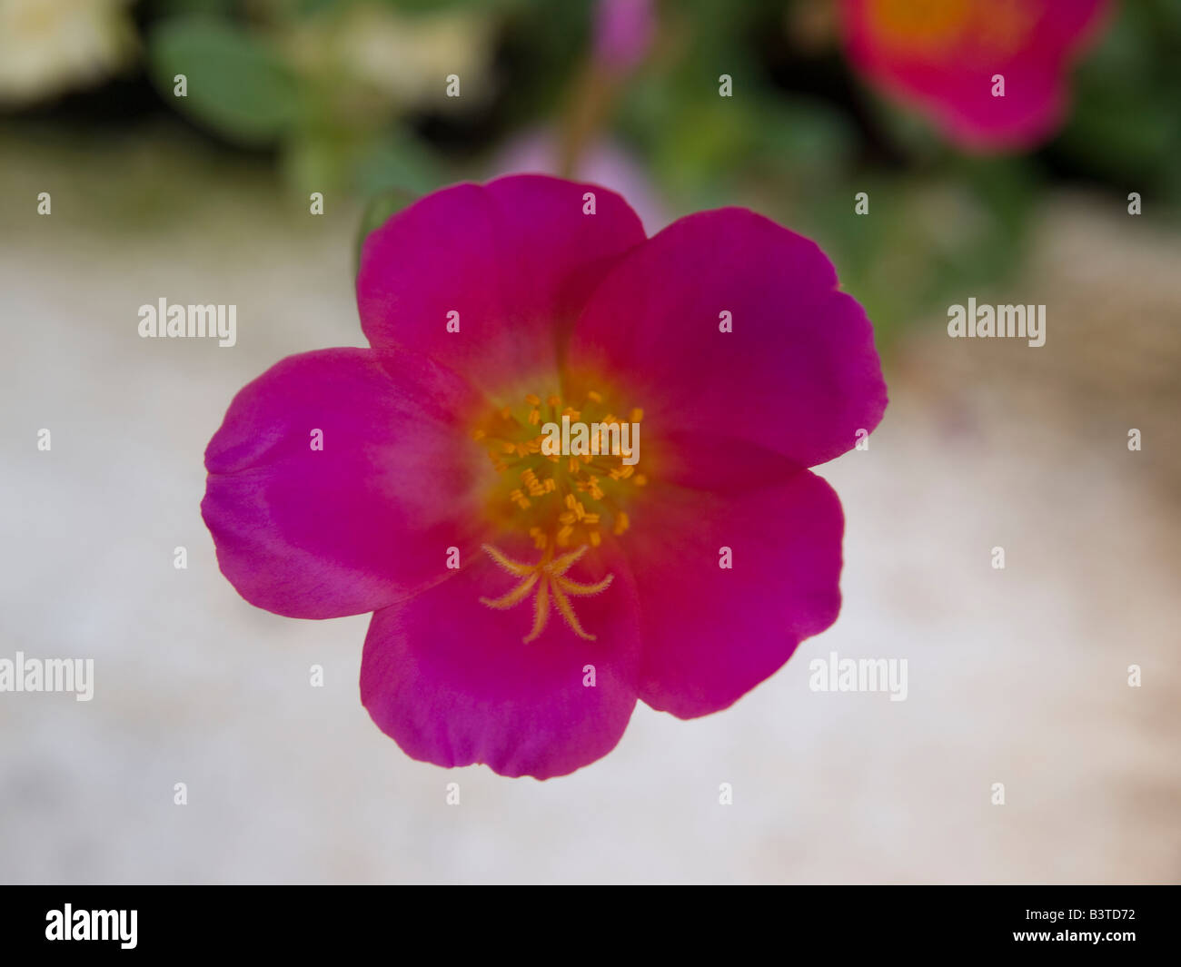Flower in garden Spain Stock Photo - Alamy