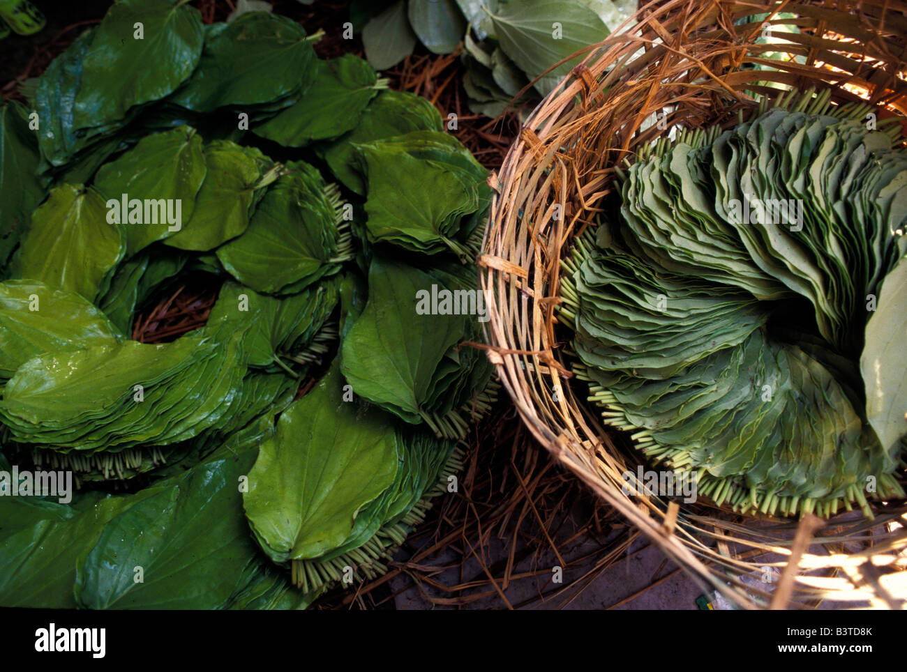 Asia, India, Hyderabad. Sale of pan leaves Stock Photo - Alamy