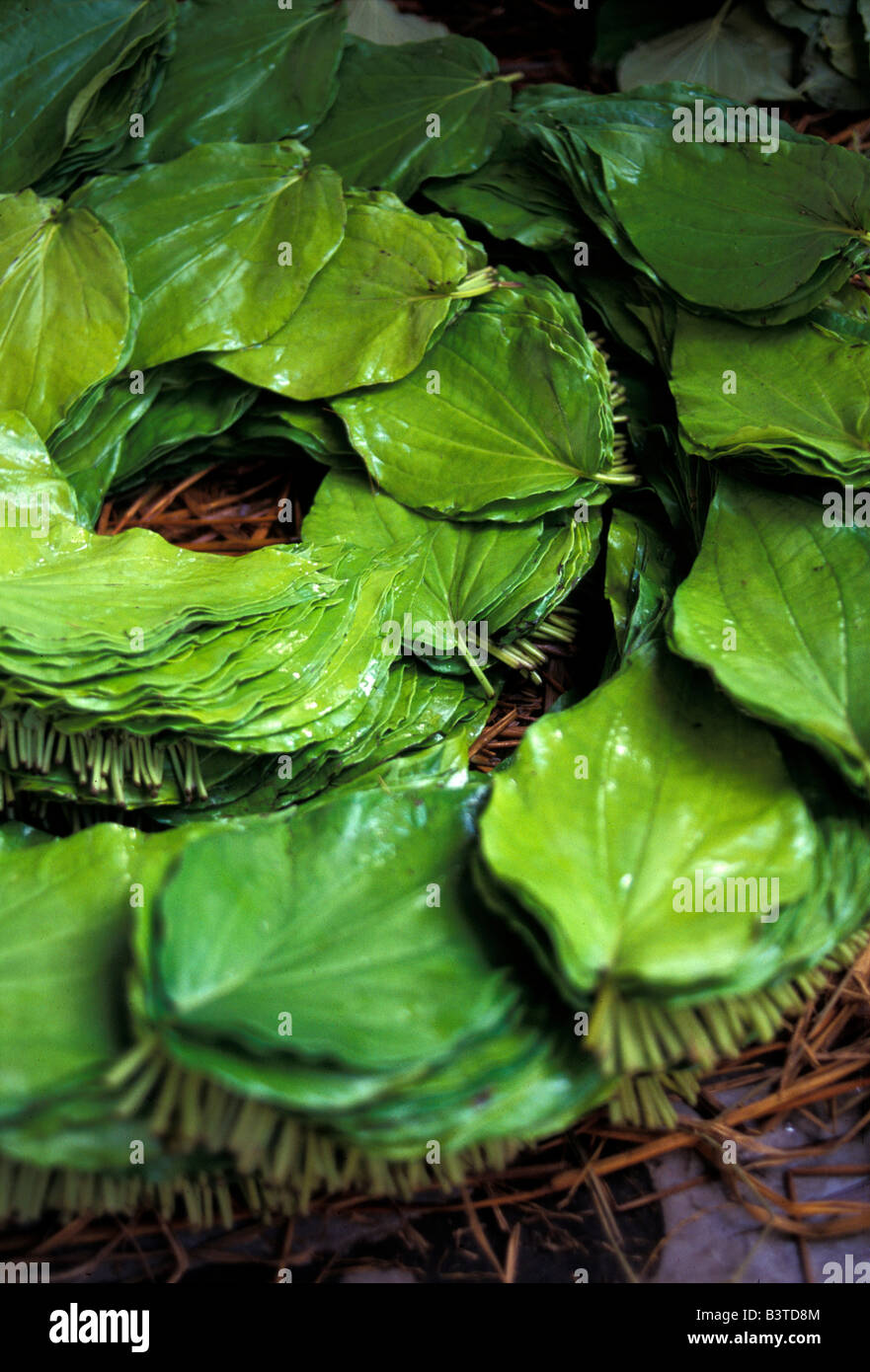 Asia, India, Hyderabad. Sale of pan leaves Stock Photo - Alamy