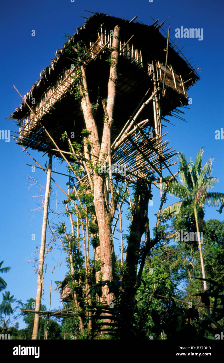 Korowai Tribe Tree Houses