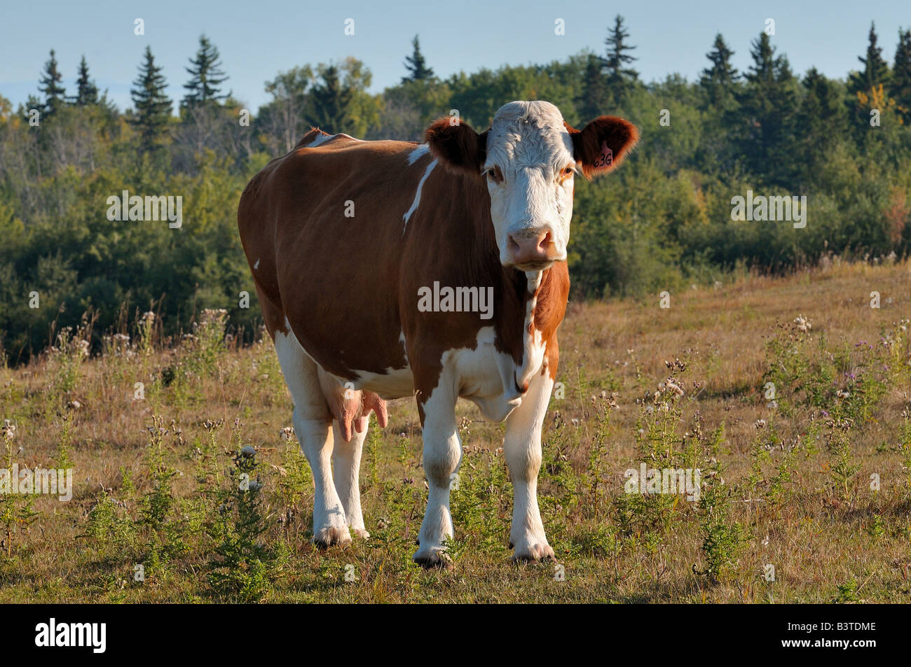 Beef cow 2 Stock Photo - Alamy