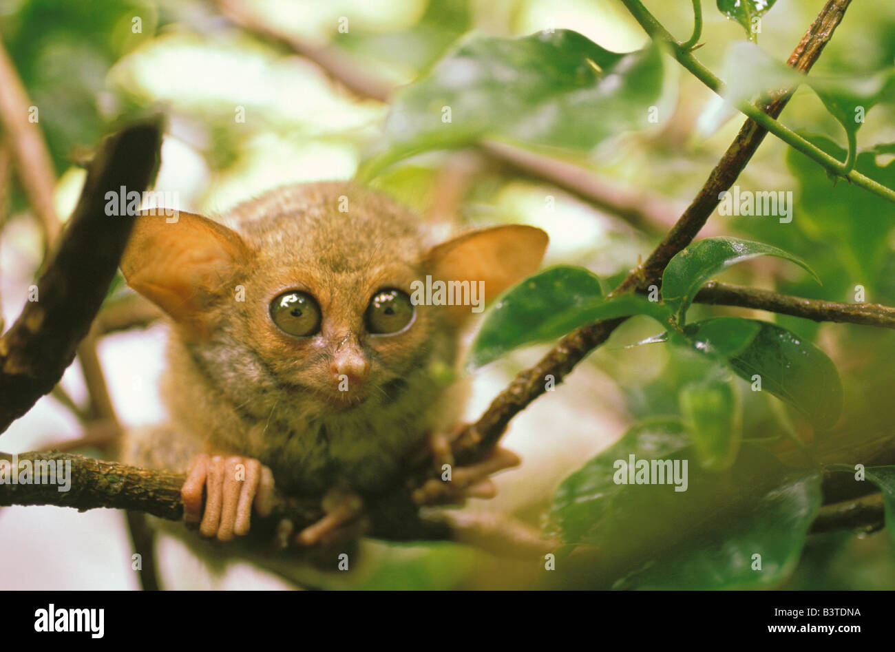Tarsier hi-res stock photography and images - Alamy
